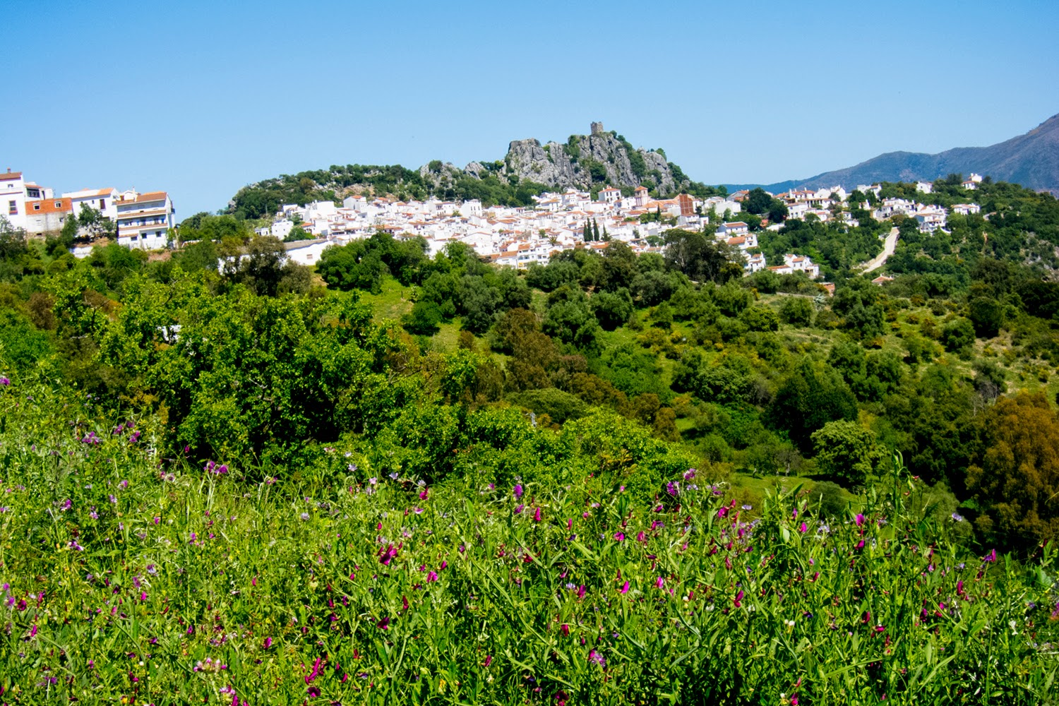 Steve Immel Photography: Free food and more