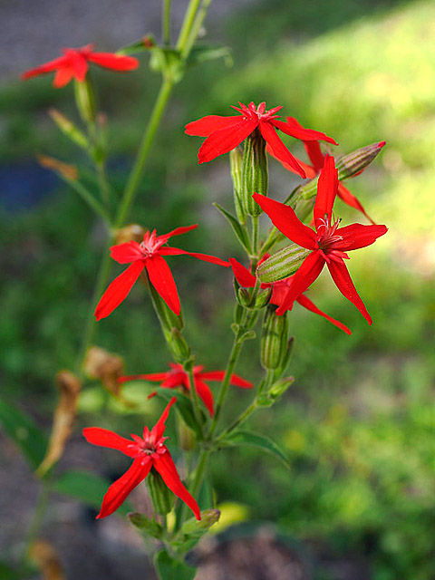 Silene regia, Royal Catchfly