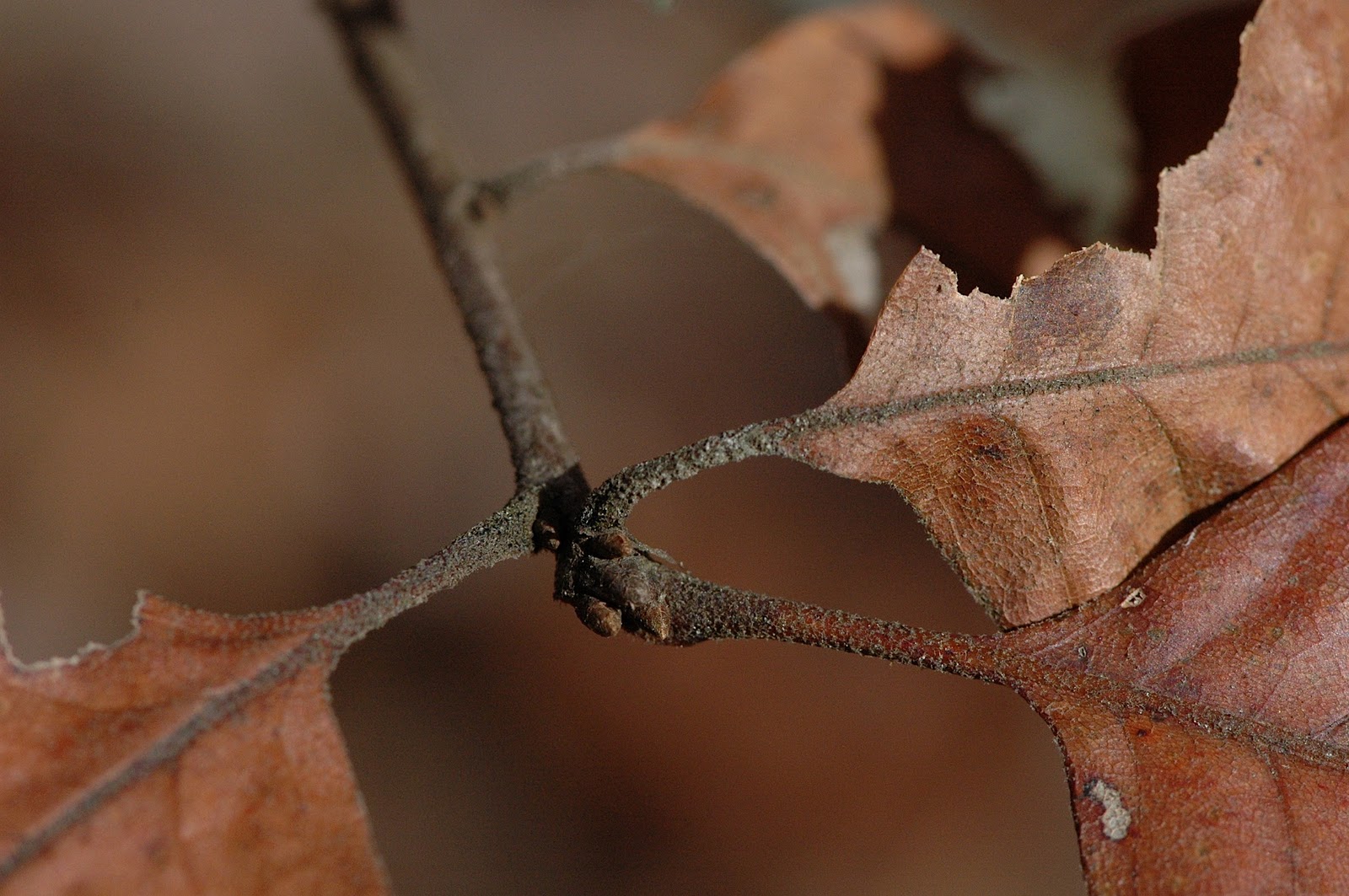 When Do Red Oaks Bud