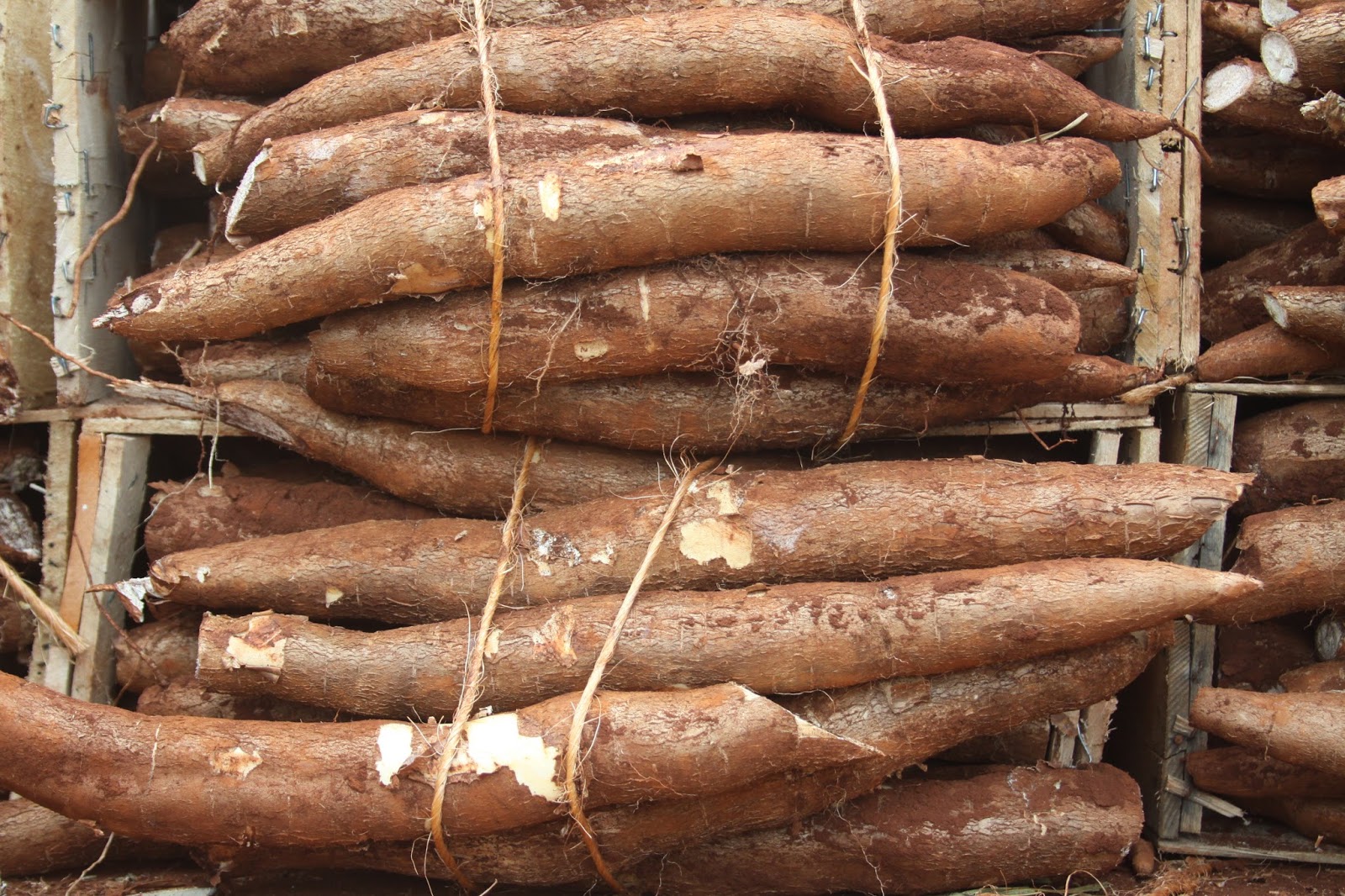 Conheça mais sobre a mandioca, o produto da semana