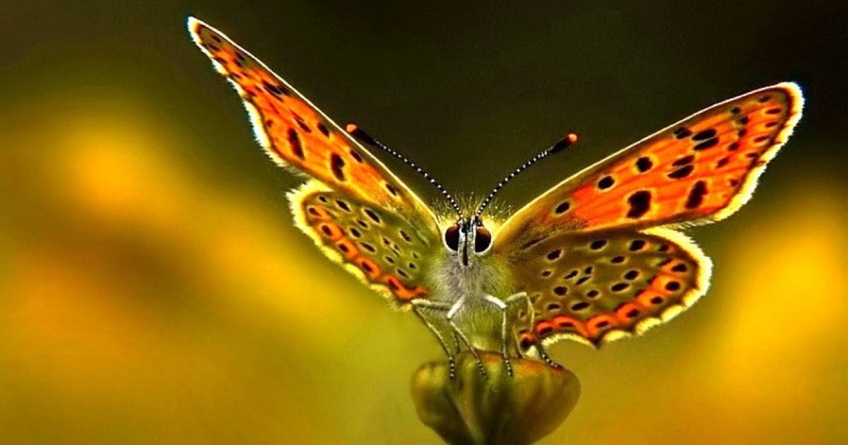 Somos Pura Energía ♡: "Mariposas".