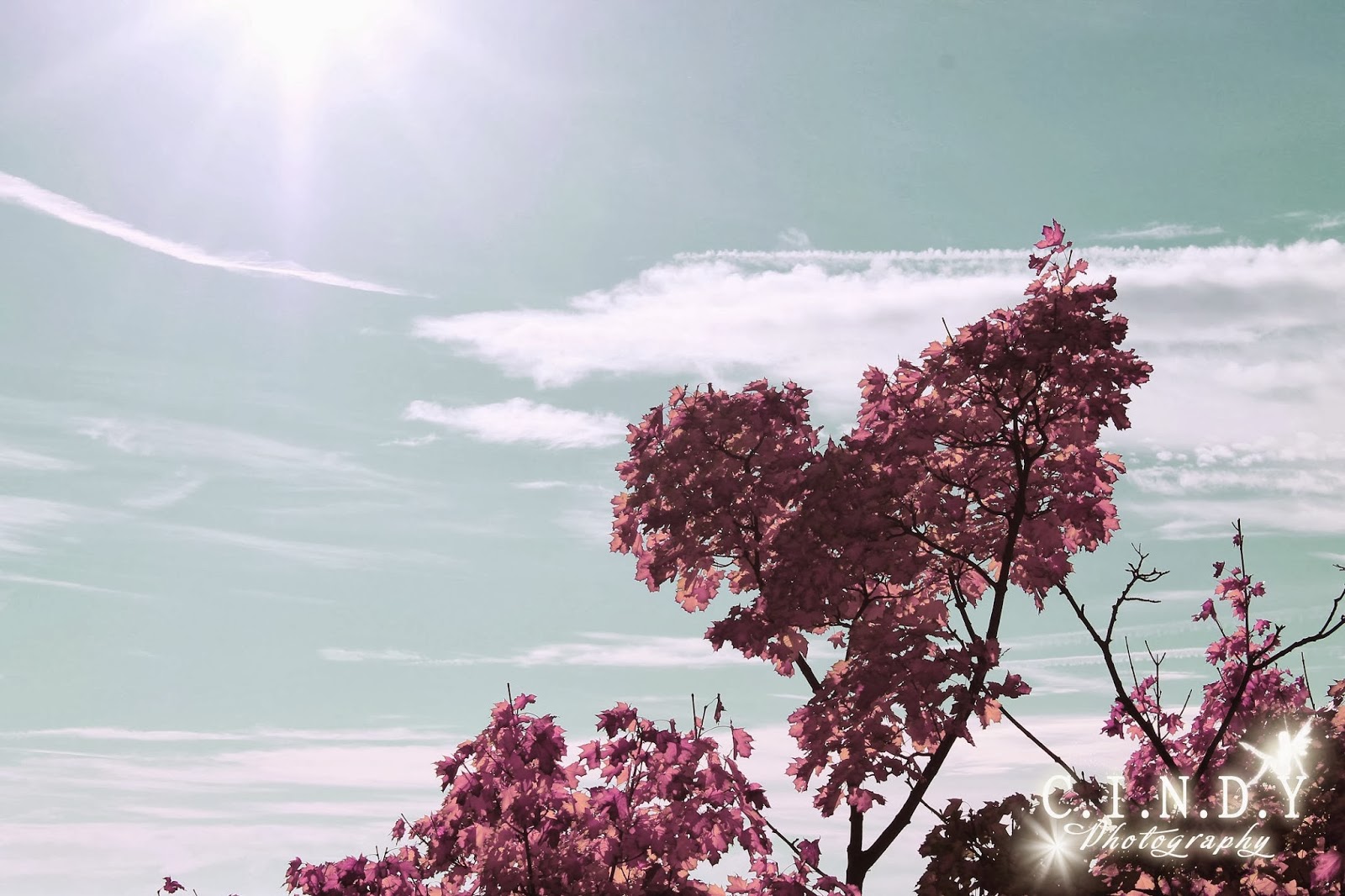 Welcome to Callies Life