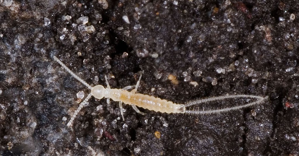 Real Monstrosities: Diplura