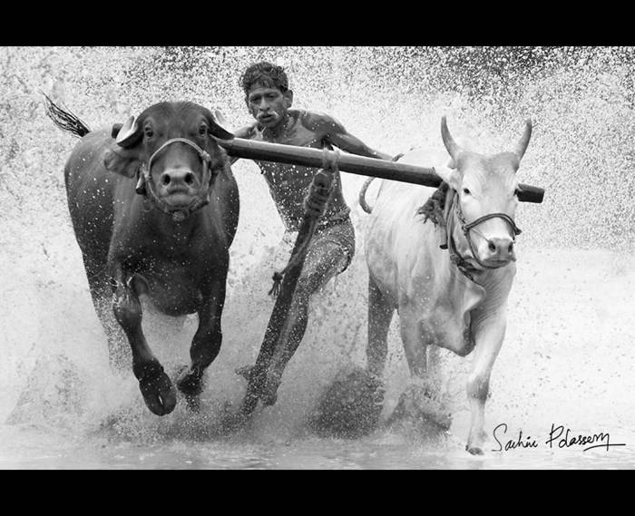 Festivals All Over The World: Maramadi – The Bull Race of Kerala