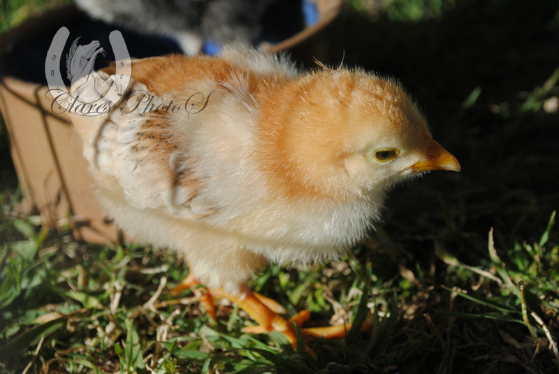 Clare's Spot: Jumping Chickens