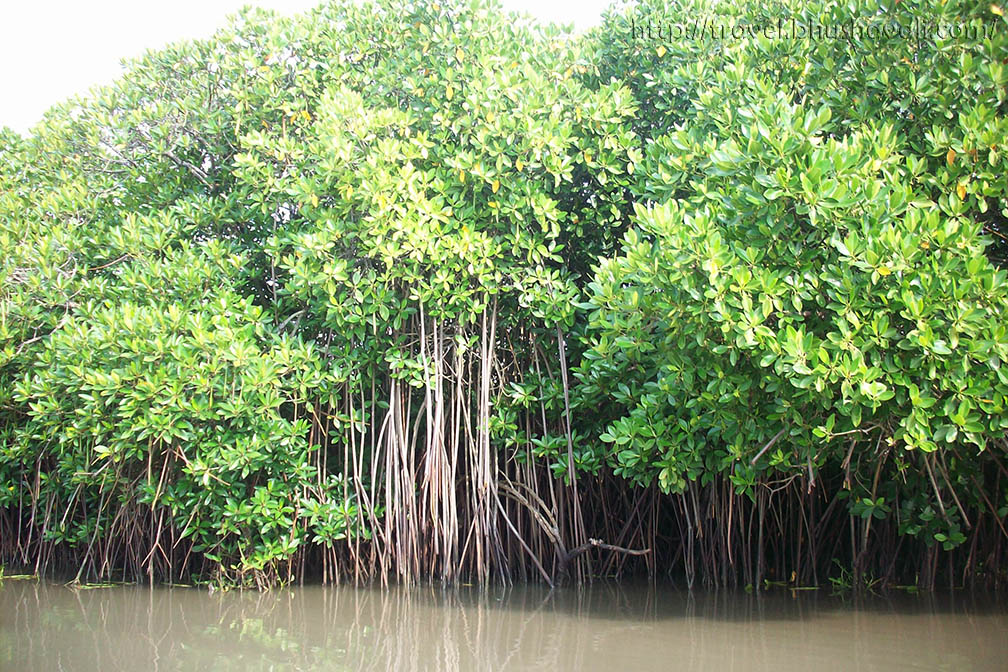 Pichavaram Mangrove (Cuddalore - Tamil Nadu) | My Travelogue - Indian ...
