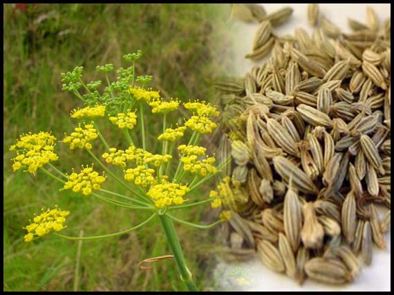 Informasi Kesehatan : Khasiat Dan Manfaat Tanaman Adas