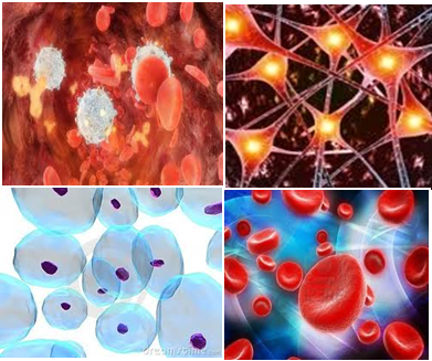 CIENCIA VIVA: LA CÈLULA: ESTRUCTURA DE LOS SERES VIVOS