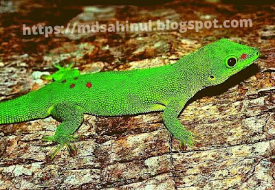 lizards facts, types and all information about lizards - Discovery of ...