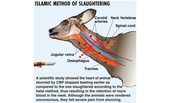 meesan way: Islamic method of Slaughtering animals is better ...