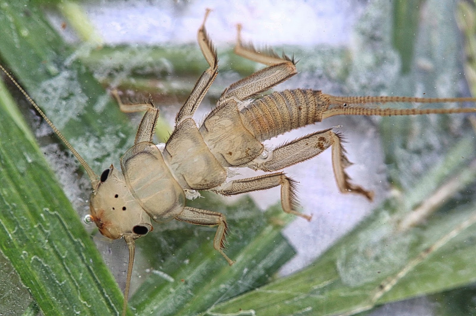 Aquatic Insects of Central Virginia: Nymphal growth, instars, and ...