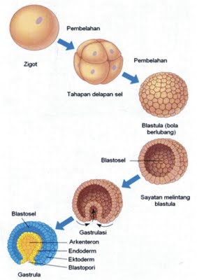Ayu Lestari