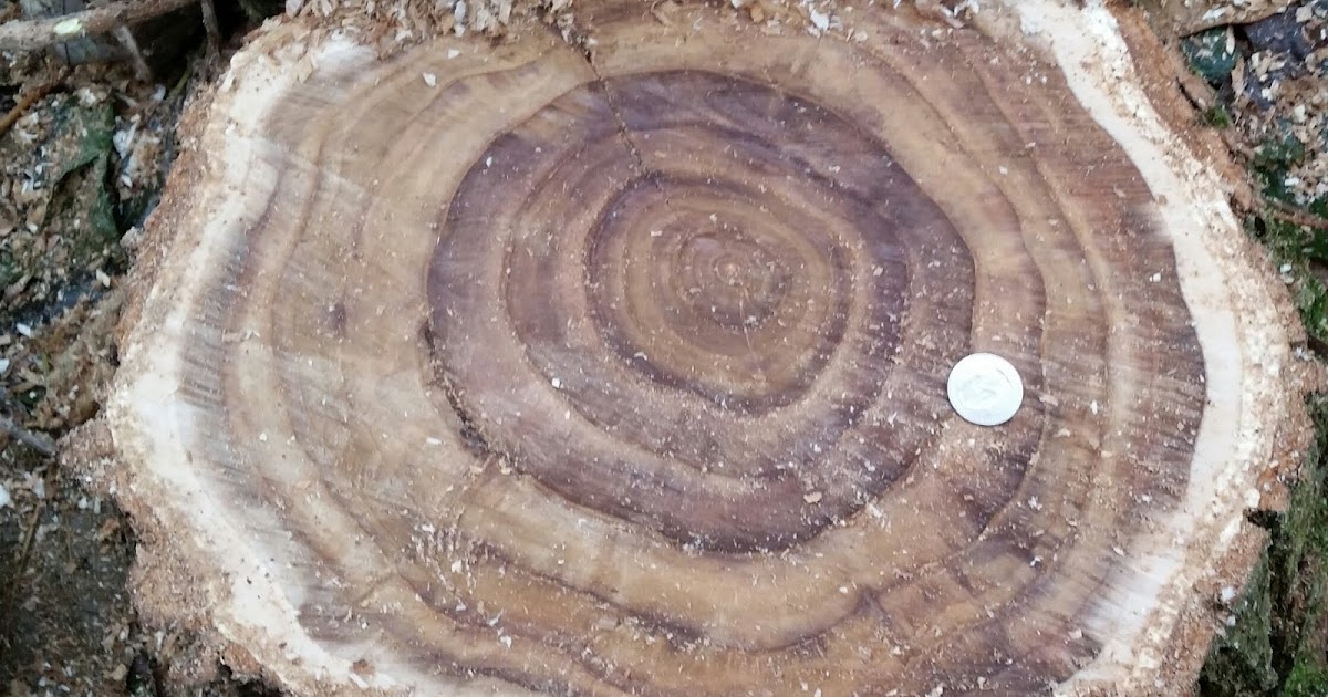 Eaton Rapids Joe: Catalpa wood