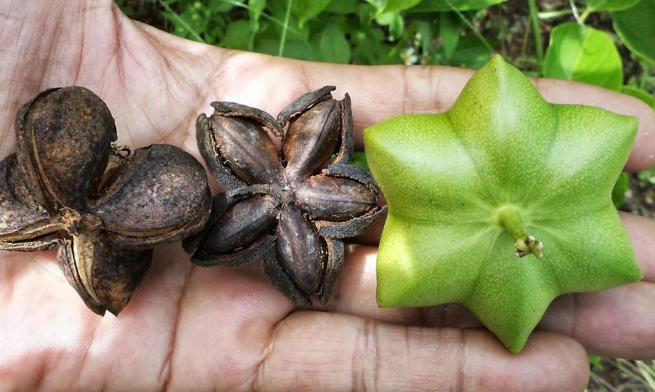 Lokmanismail: KHASIAT SACHA INCHI KAYA OMEGA