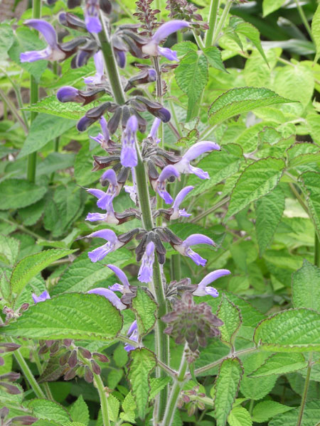 Stauder i Stovby: Salvia, del 1