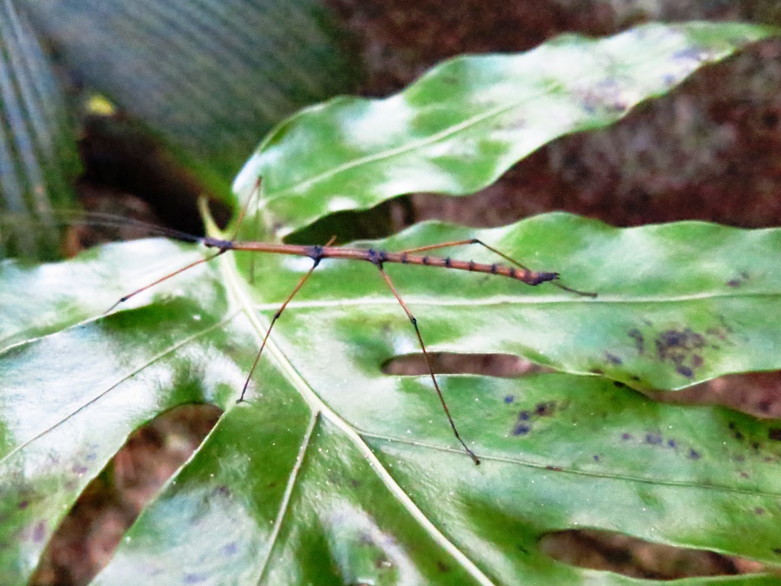 The Green Islands Foundation - Seychelles: Seed collection on ...
