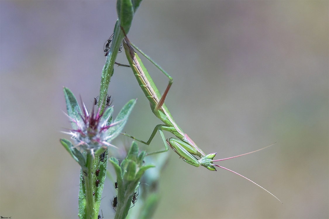 Objetivo: Naturaleza Viva: Mantis saltadora (Apteromantis aptera)