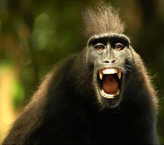 The Happy Homunculus: Liquid List