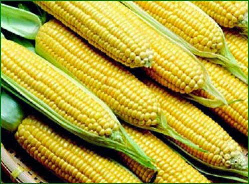 Vida Plena Produtos Naturais: Milho: versátil e nutritivo
