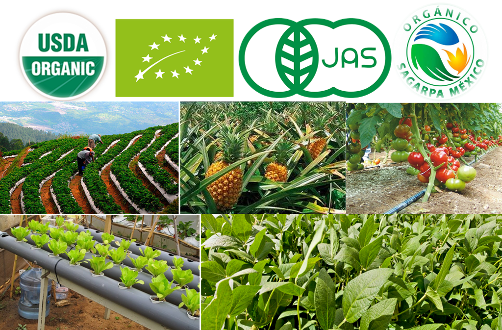 Implementando y capacitando para la certificación: Servicios