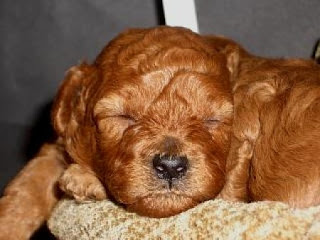 Red Toy Poodle Puppies For Sale | My Pet Listing