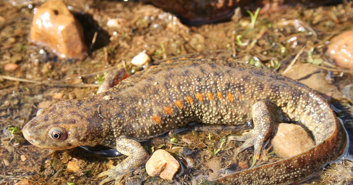 L' Oceanogràfic reintroducirá el gallipato en la Sierra Calderona