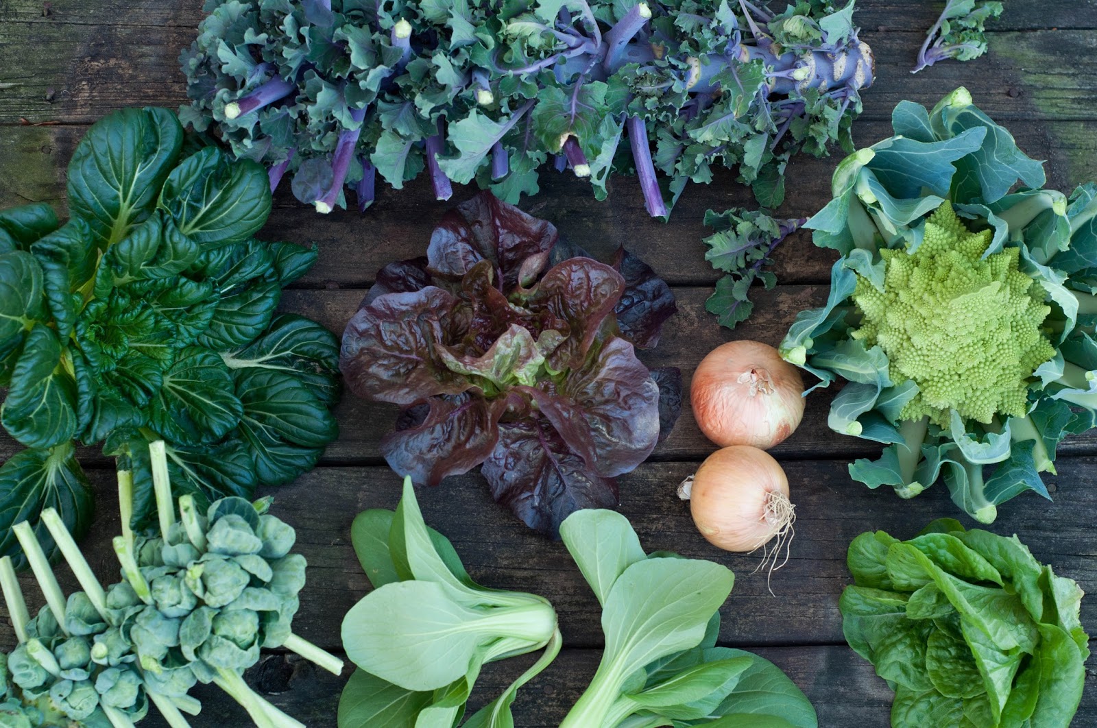 Robson's Farm: November/December Vegetable Shoot