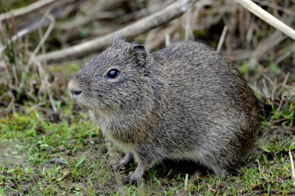 ACORDA CORDEL: MORREU MARIA PREÁ!