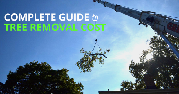 Complete Guide to Tree Removal Cost