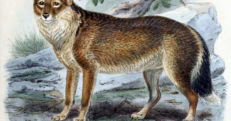 Online Course Announcements: Thursday, September 26