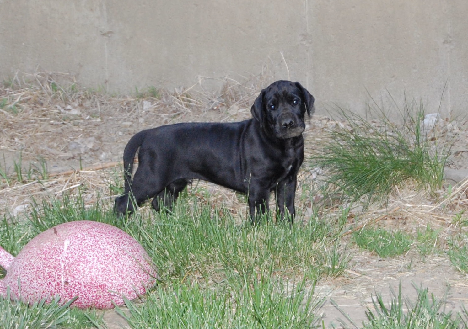 Sterling Great Danes: A few photos from this week