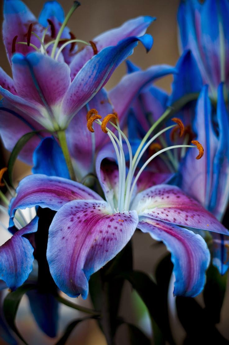 Pretty Lily ~ Stunning nature