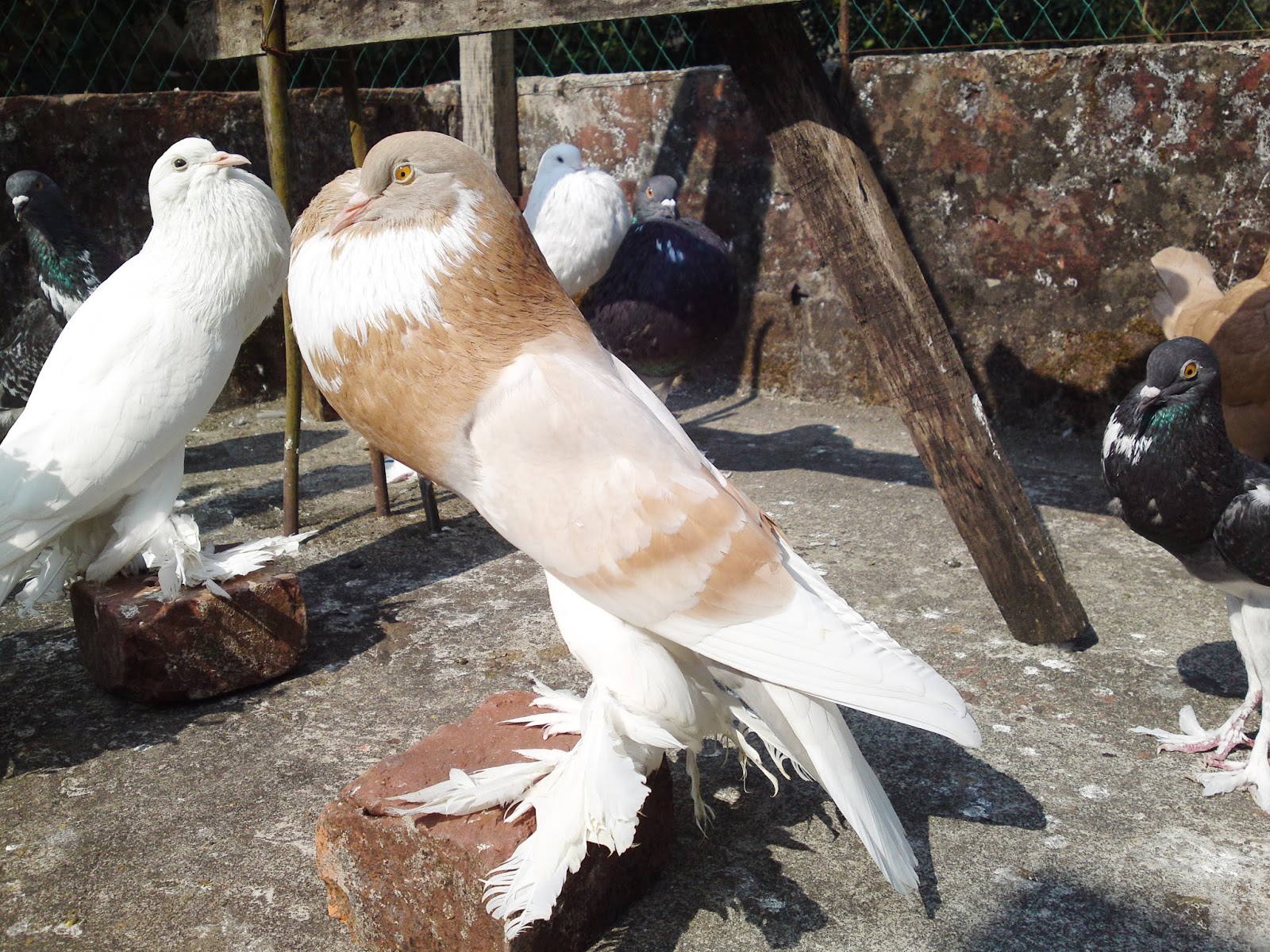 Pomeranian pouter | WELCOME TO PIGEON LOVERS