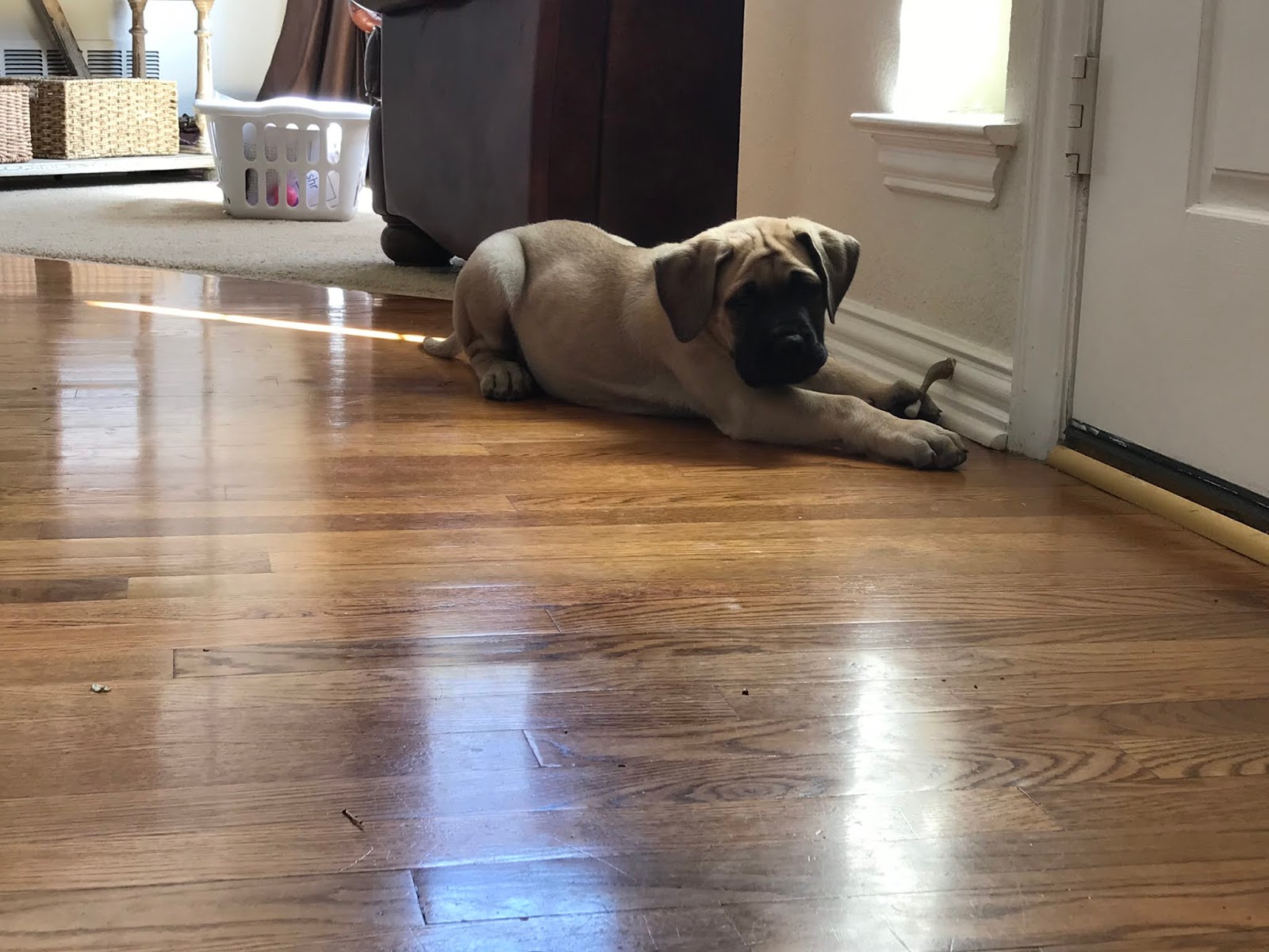 Momfessionals: Pup-date