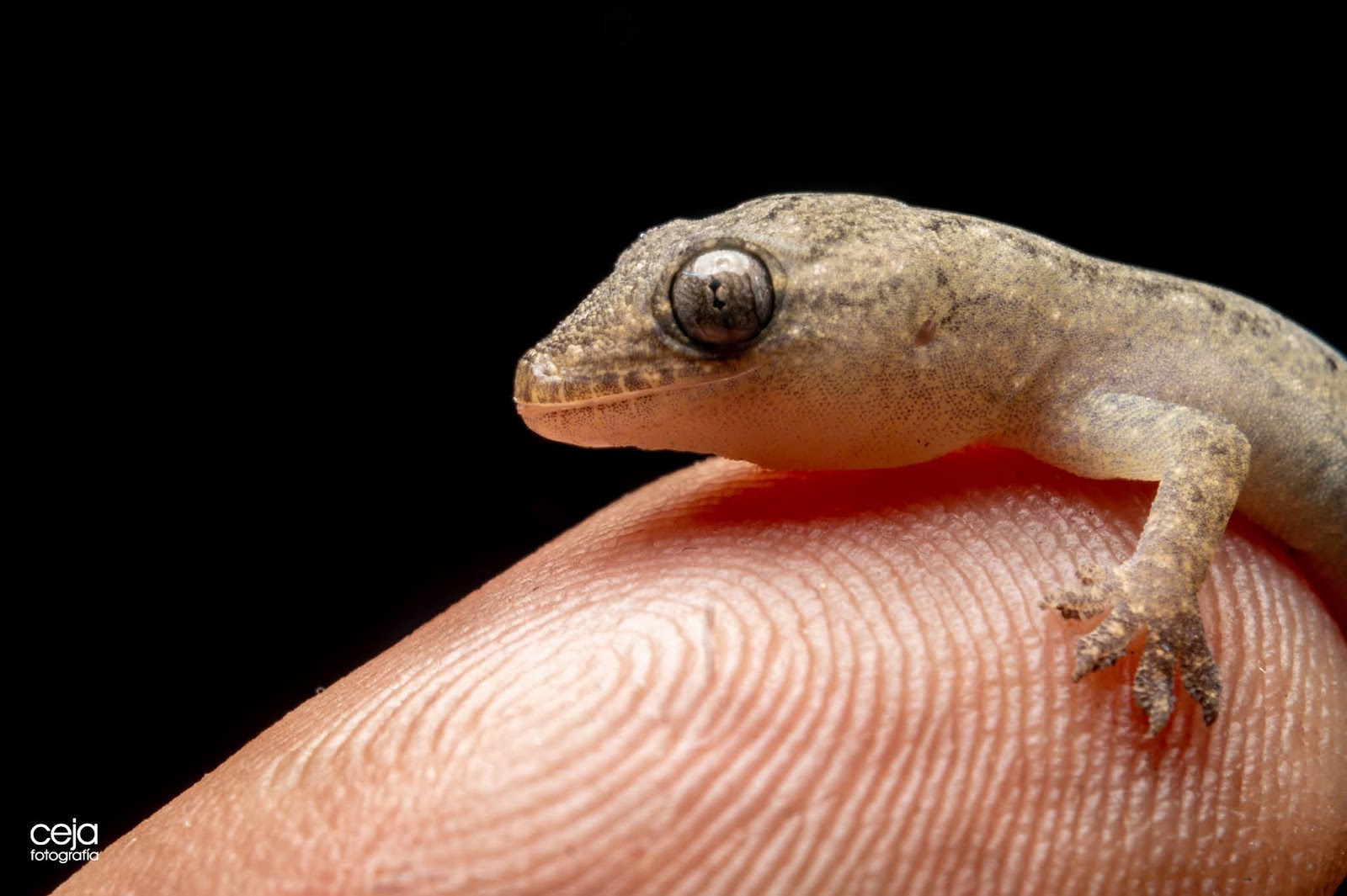 CEJA | Fotografía: Gecko Enlutado - Mourning Gecko (Lepidodactylus ...