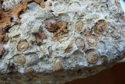 Limestone : Limestone Introduction