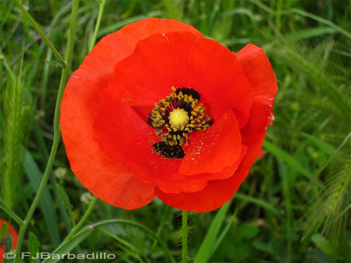 El último rincón: AMO LAS AMAPOLAS