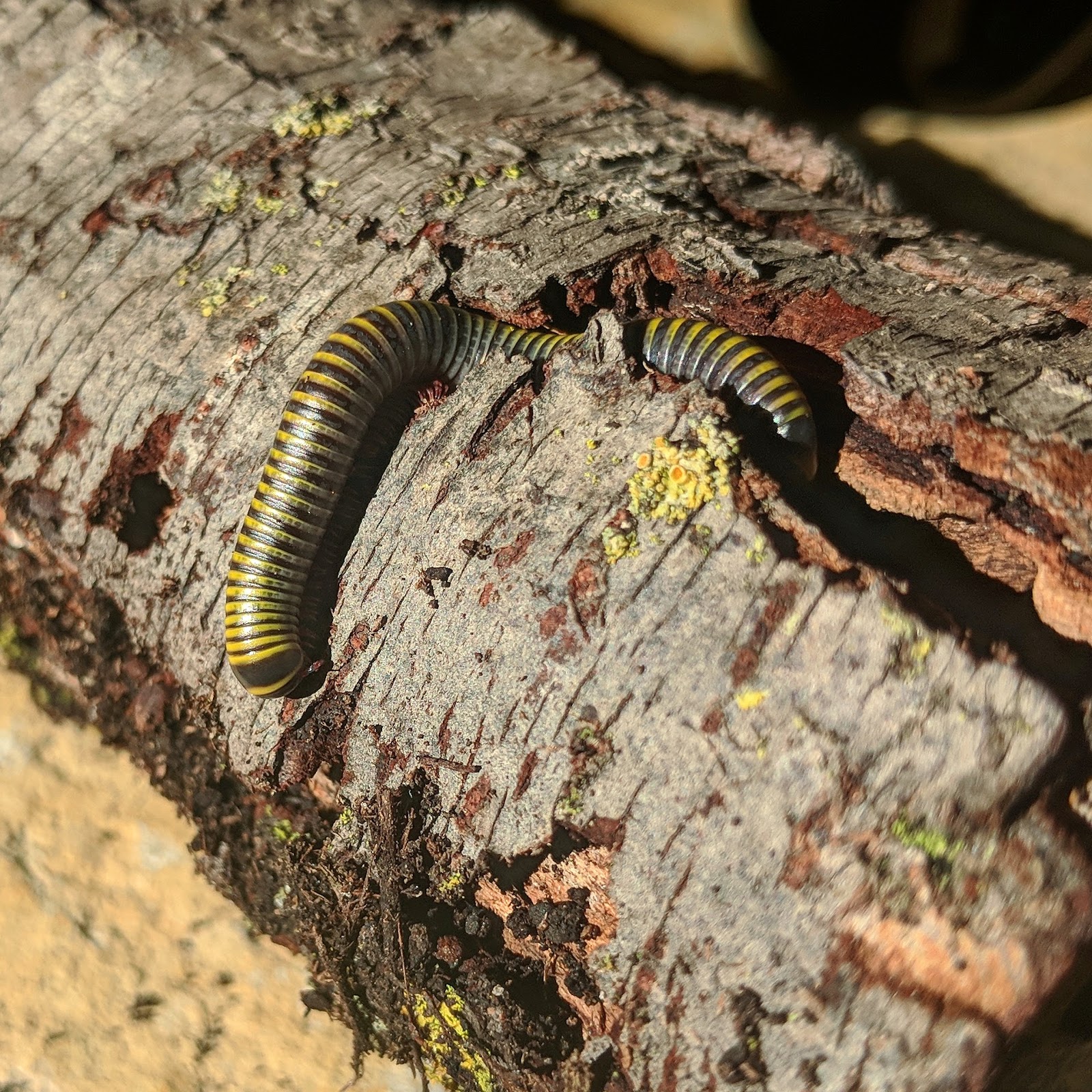 Cycloptic Exotics Availability