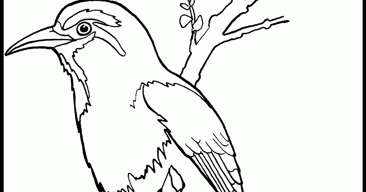 Torogoz Nicaragua Momoto Aves Supercoloring Guardabarranco Pajaro ...