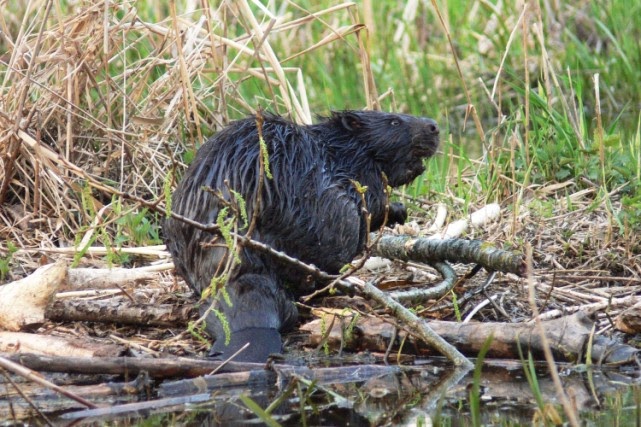 Catalogue of Organisms: Beaver Fever
