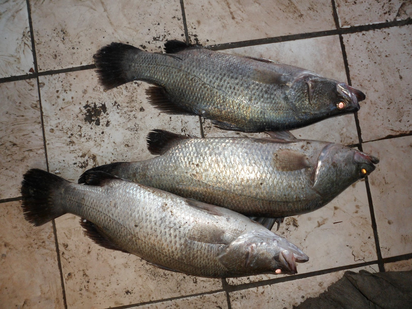 Mancing Bandeng | Port, Gambar, Teknik Memancing
