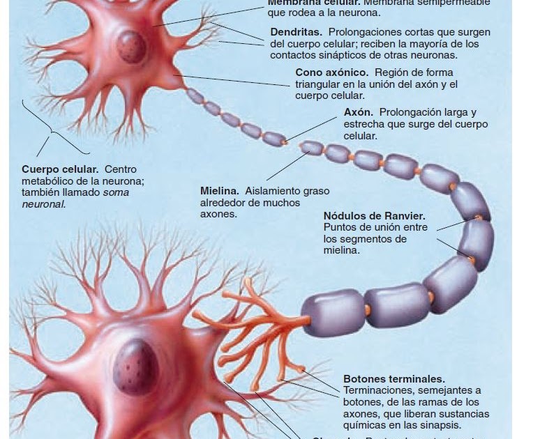 Anatomía externa de la neurona