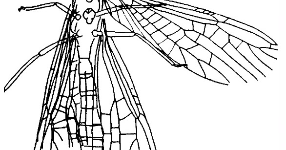 Variety of Life: Plecoptera