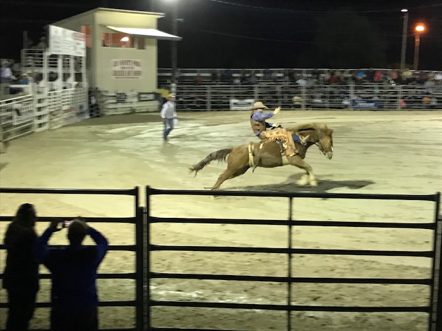 Explore SWFL: His First Rodeo:Fort Myers Pro Rodeo