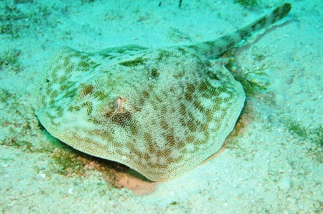 Gambar Ikan Pari dari Jenis Terbaik Beserta Nama Latin dan Inggrisnya