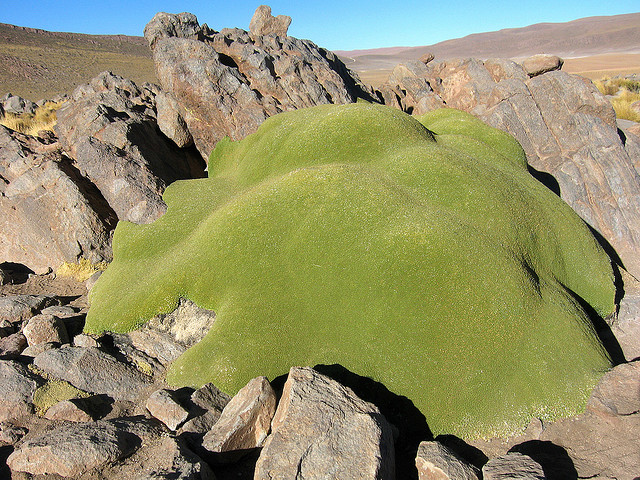 Yareta –Alien Life in the Andes? ~ Kuriositas
