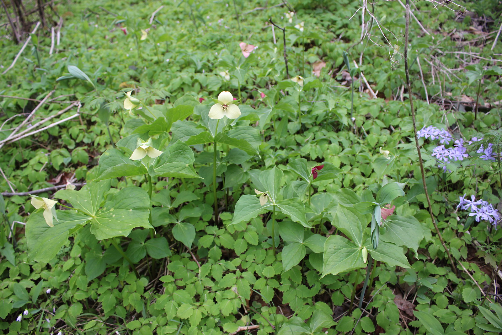 Cumberland Gal: Hybrid Trilliums 2021