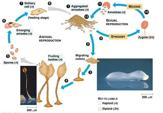 Protista dan Protista Mirip Jamur (Jamur Lendir) - Pengertian, Ciri ...