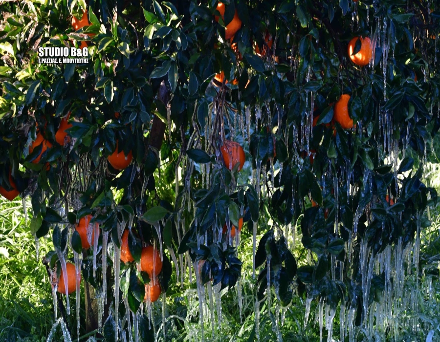 Ισχυρός παγετός διαρκείας στην Αργολίδα - Πάγωσαν τα πάντα - Πόσο έπεσε ...