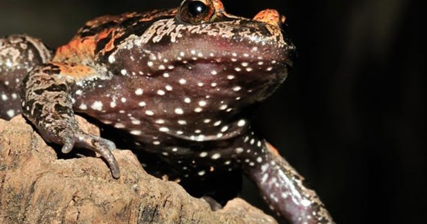 Katak Hula ditemui di Israel selepas 50-tahun 'pupus'